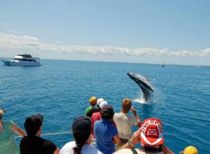 Things To Do in Goa-Places to Visit in Goa