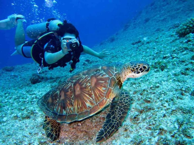 Everything You Must Know About Scuba Diving in Maldives